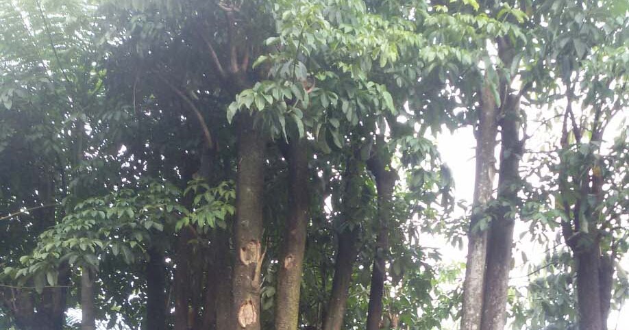 JUAL POHON PULAI (ALSTONIA SCHOLARIS) | JUAL POHON PULE | JUAL POHON ...