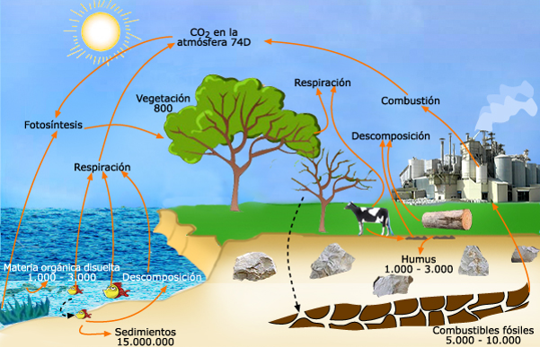 ciclo biogeoquimico