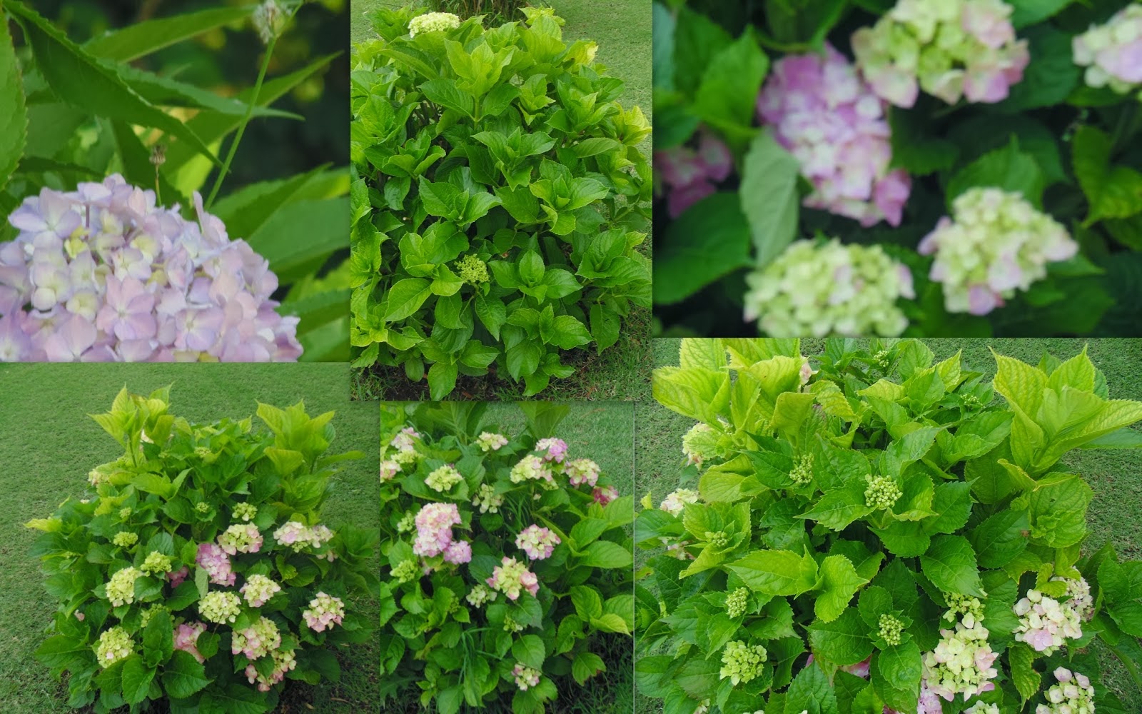 Biodiversidad: PLANTAS