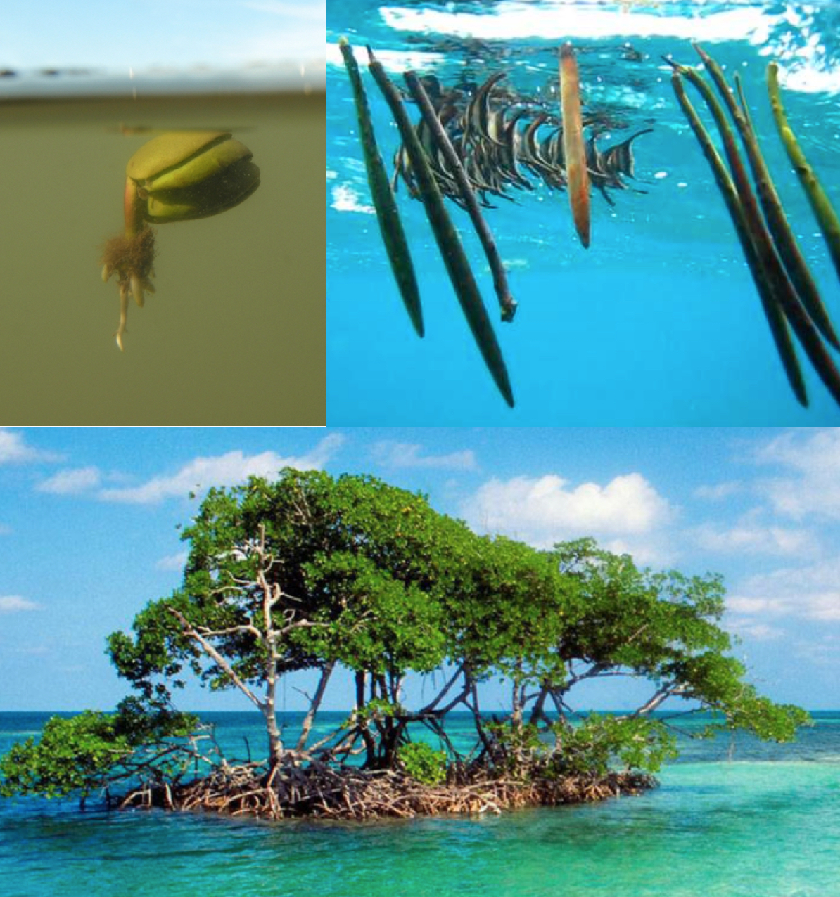 NephiCode: Where was Hagoth’s Shipyard?