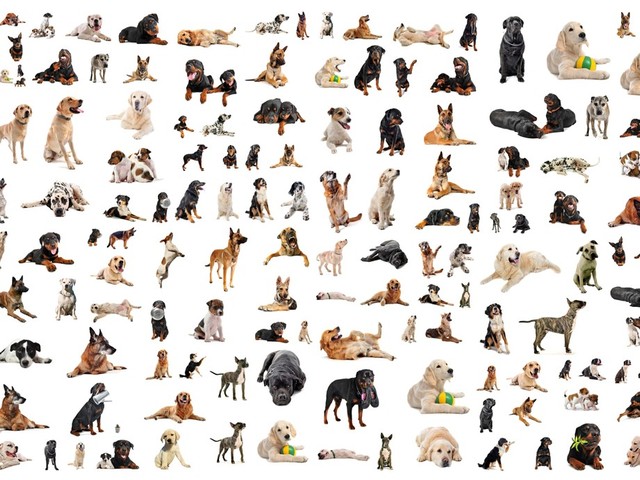 image de chien et leur race - Image De