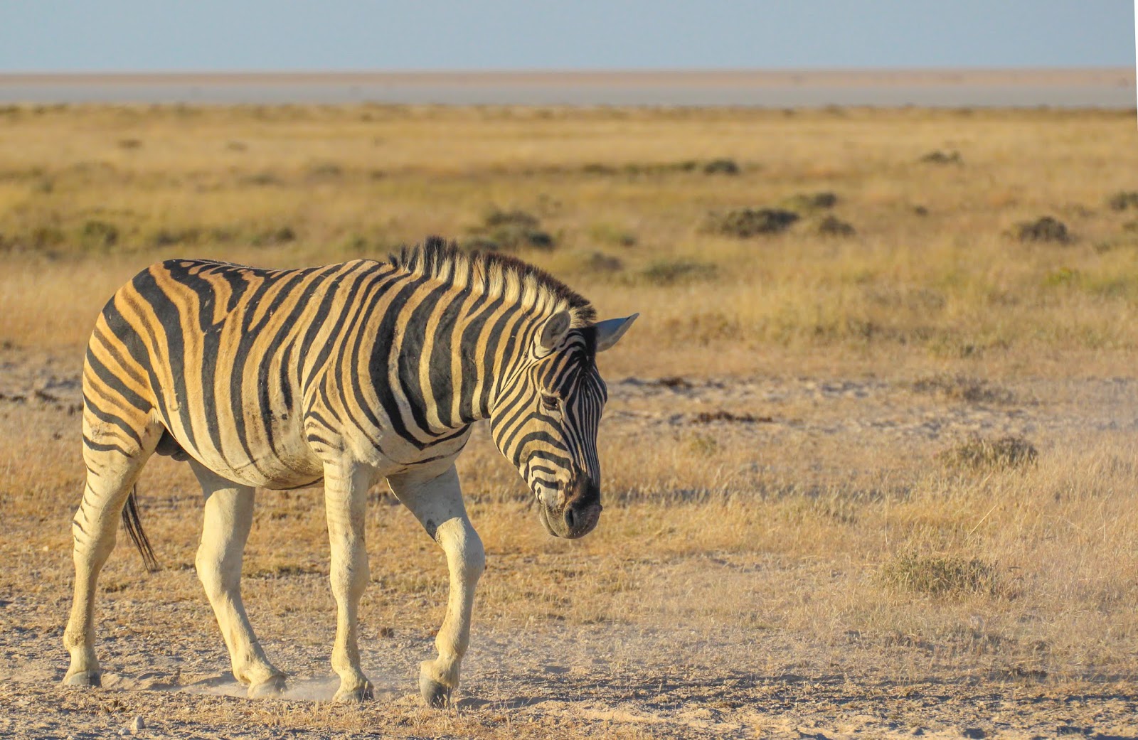 Cannundrums: Chapman's Zebra