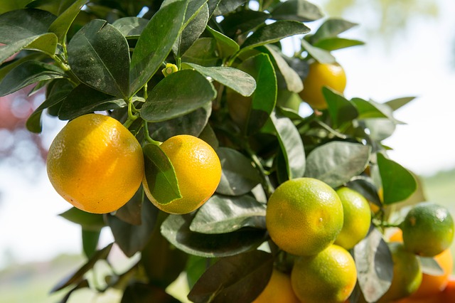 How to Grow Calamansi - GAT - Gardening At Portal