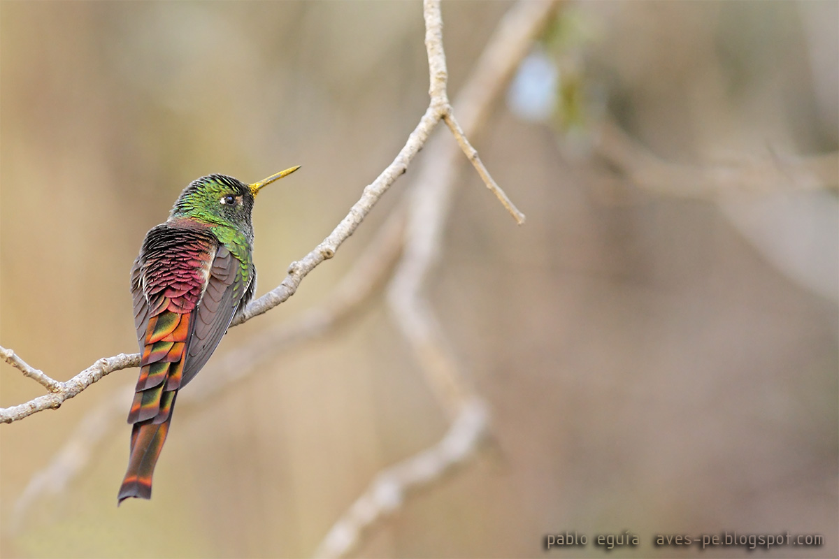 mis fotos de aves: Sappho sparganurus Picaflor Cometa Red-tailed Comet