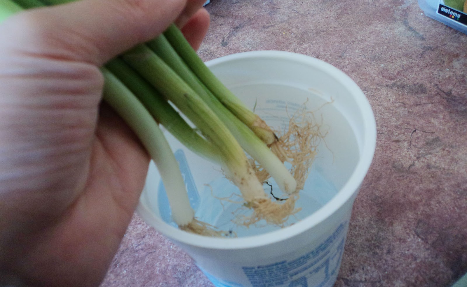 How to: Growing scallions in water! + Progress video! - Alice's Meet ...