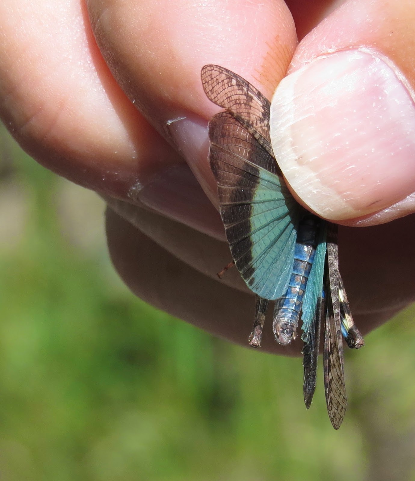 Bug Eric: Blue-winged Grasshopper