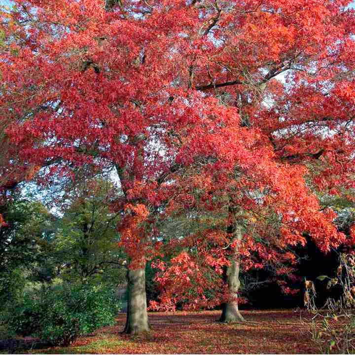 Trees Planet: Quercus coccinea - Scarlet Oak