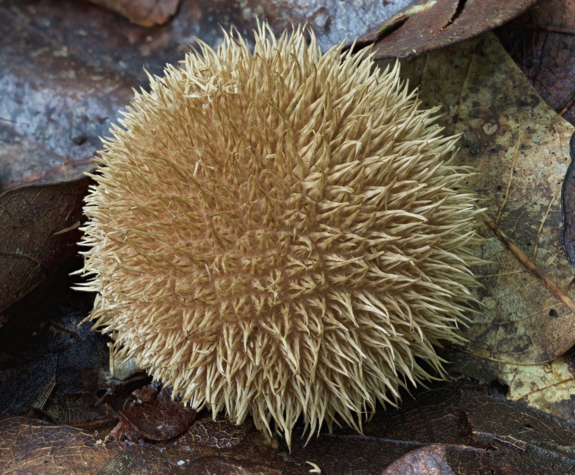 Springfield Plateau: “A Puffball is a Puffball is a Puffball”
