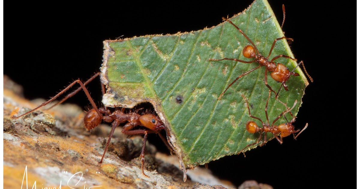 Leafcutter Ants