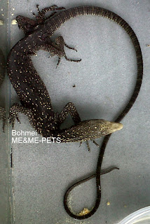ME AND ME PETS: Tree Monitor - Biawak Pohon - Varanus prasinus complex