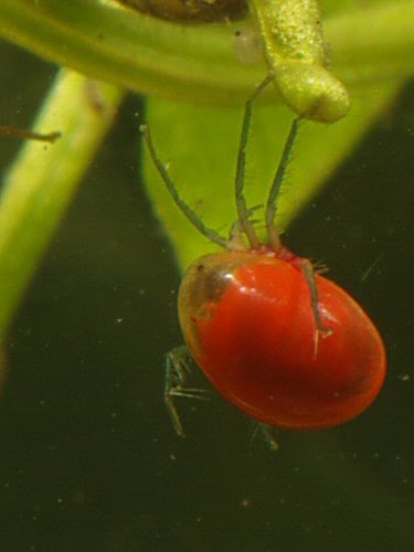 Catalogue of Organisms: The Prostigmata: Endless Forms