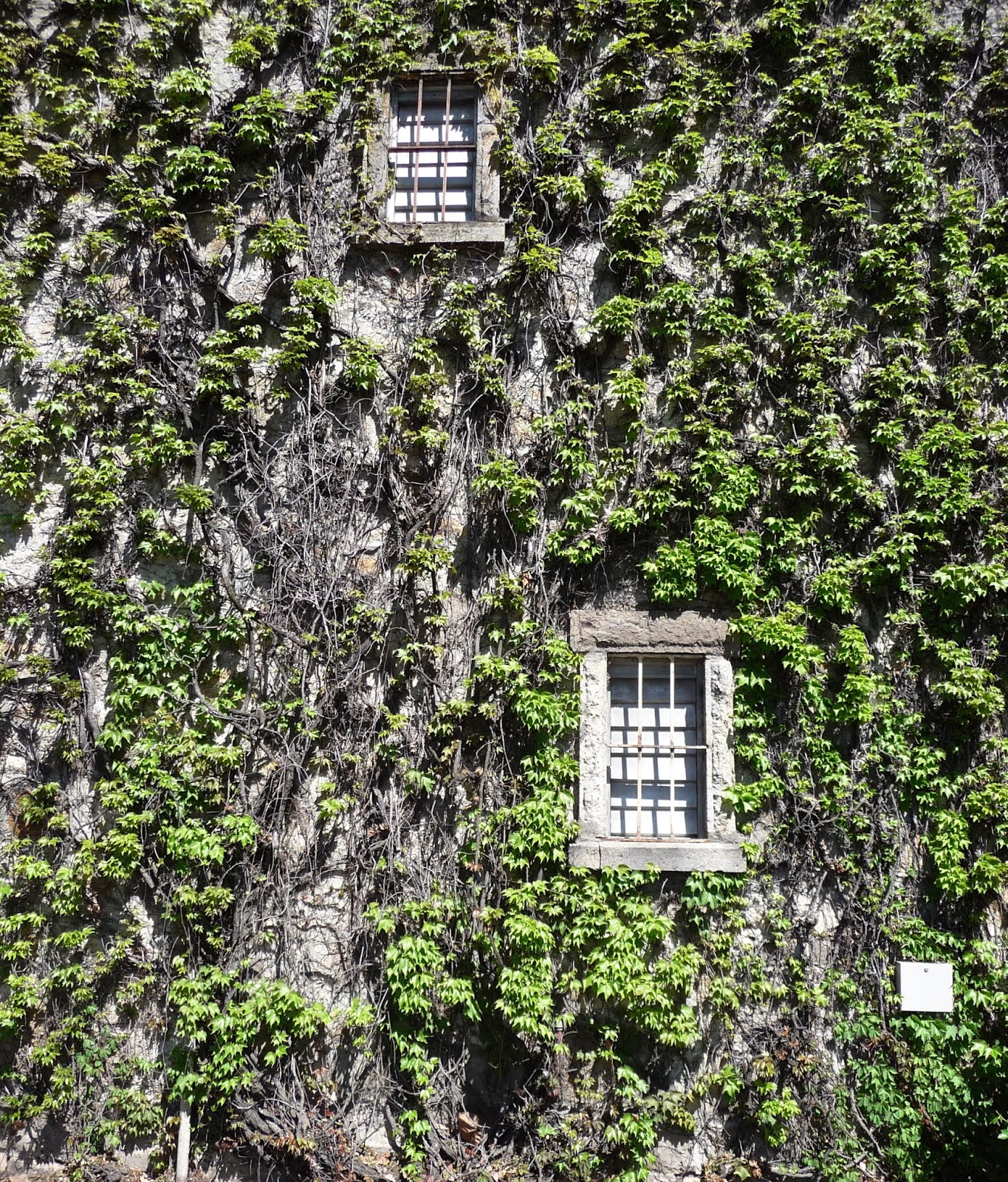 Sette Design: Houses Covered in Vines - Napa Valley