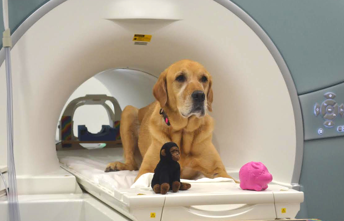 eScienceCommons: Scientists chase mystery of how dogs process words