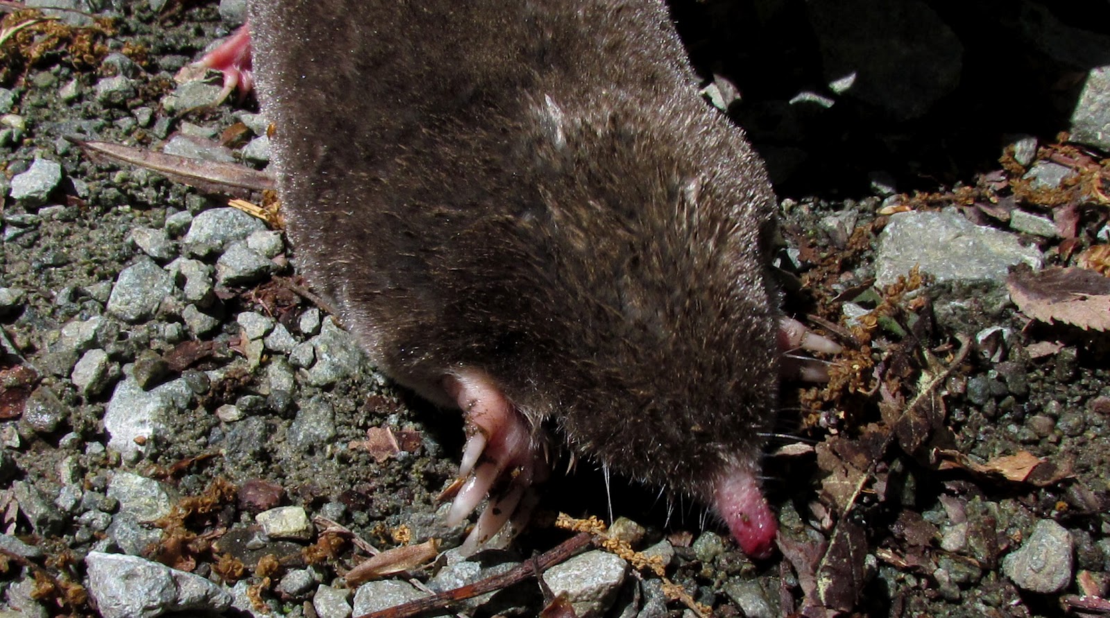 Birding Bros. Blog: Mammals