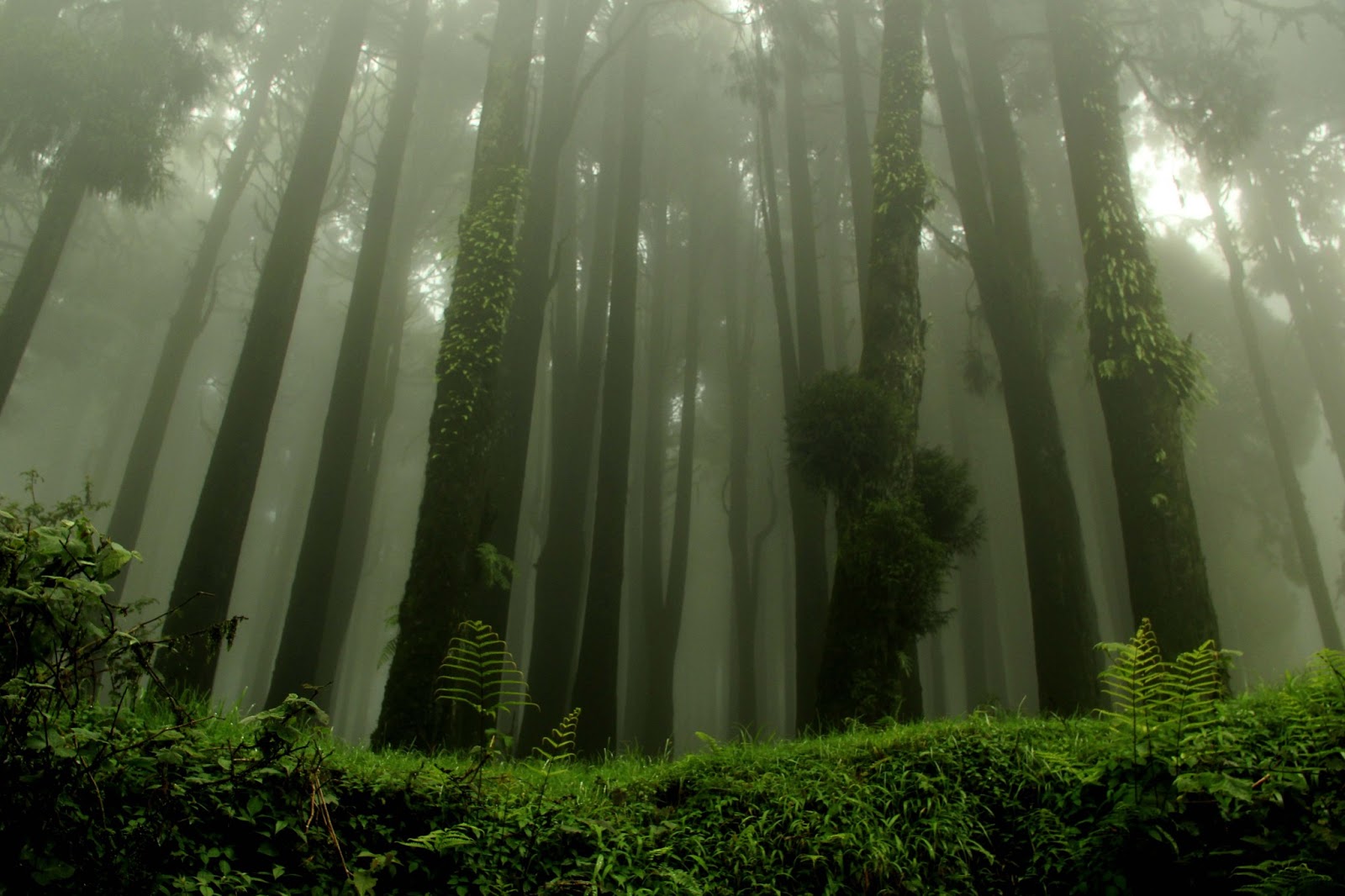 SUKHIA POKRI: Norbuling Homestay