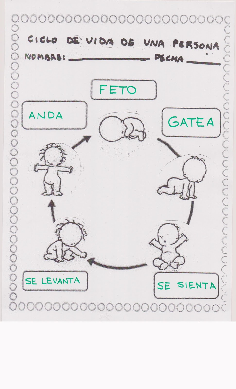 El Ciclo De Vida Del Ser Humano Imagenes