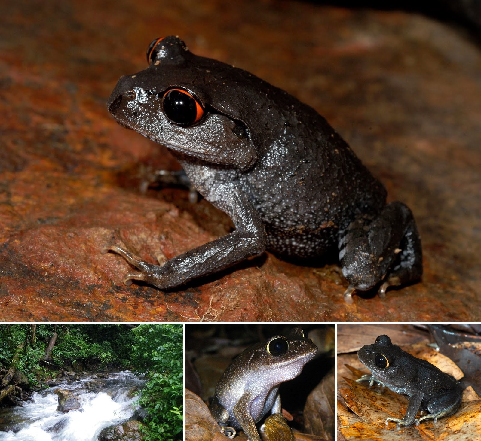 Species New to Science: [Herpetology • 2020] Leptobrachium lunatum ...