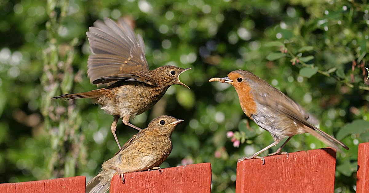 BTO Bird Ringing - 'Demog Blog': The Joy of Nesting Birds