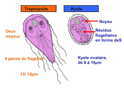 Flagellés intestinaux (Dr.Amiour) - Bejaia ~ COURS de la pharmacie