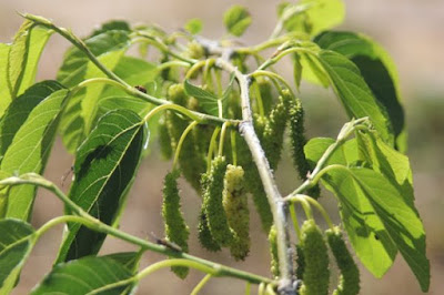 Mudflower: White shahtoot mulberry