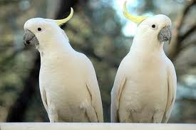 Imágenes del mundo animal: Cacatúa