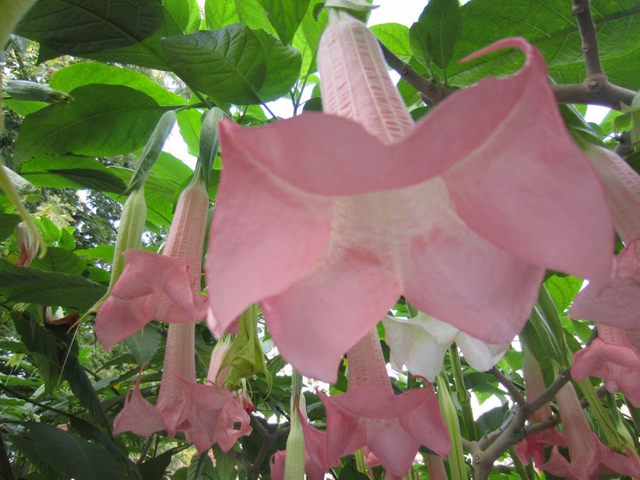 Variedades de Brugmansia candida o trompeta de ángel, borrachero ...