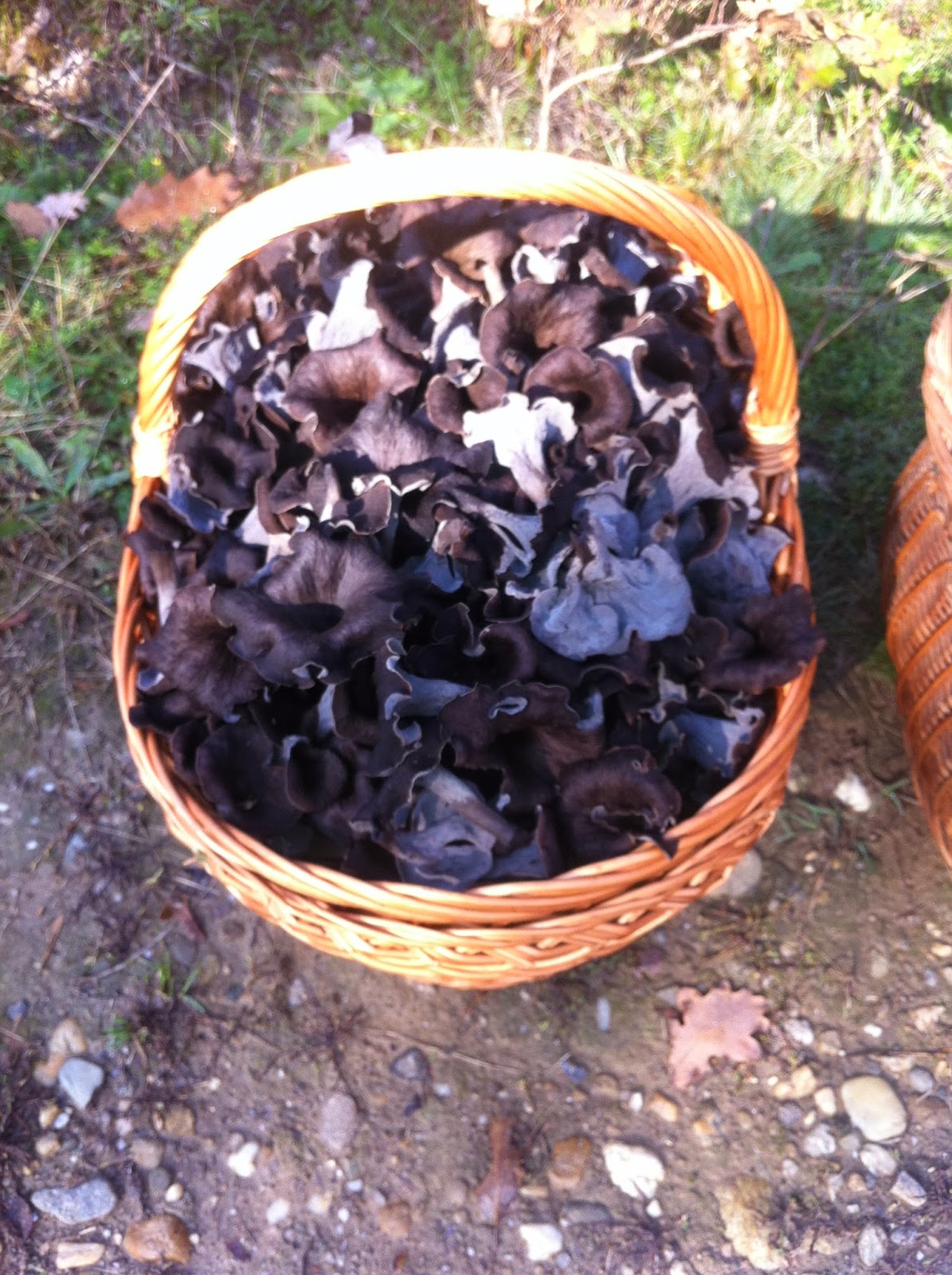 Ciuperci Ana Lugojana: TRAMBITA PITICULUI