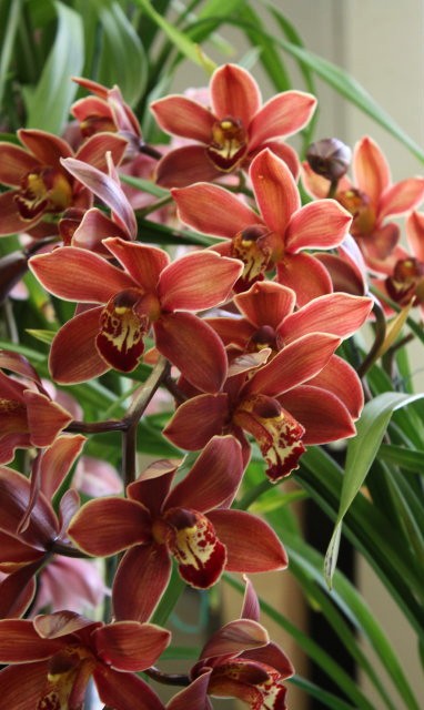 Blooming Rose Musings: Lovely Orchids And Giveaway