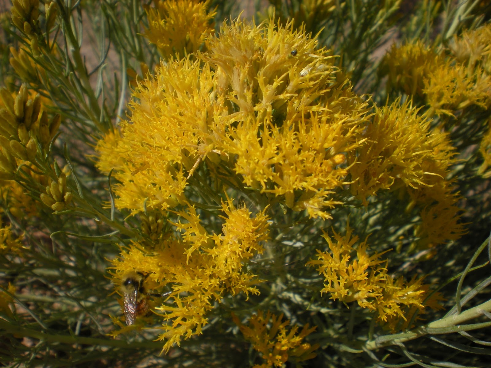 Fizzy Notions: Yellow Rabbitbrush