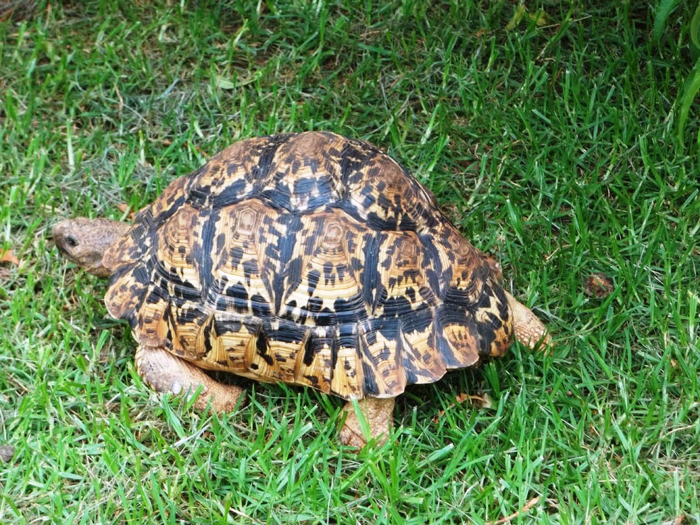 Hedgie's Nature Journal : Leopard Tortoise - Torti
