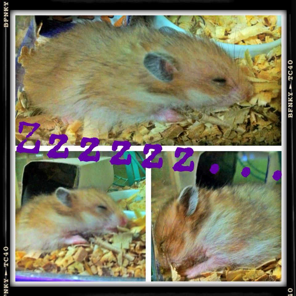sanity...(fades): HAMLET, my adorable Syrian hamster