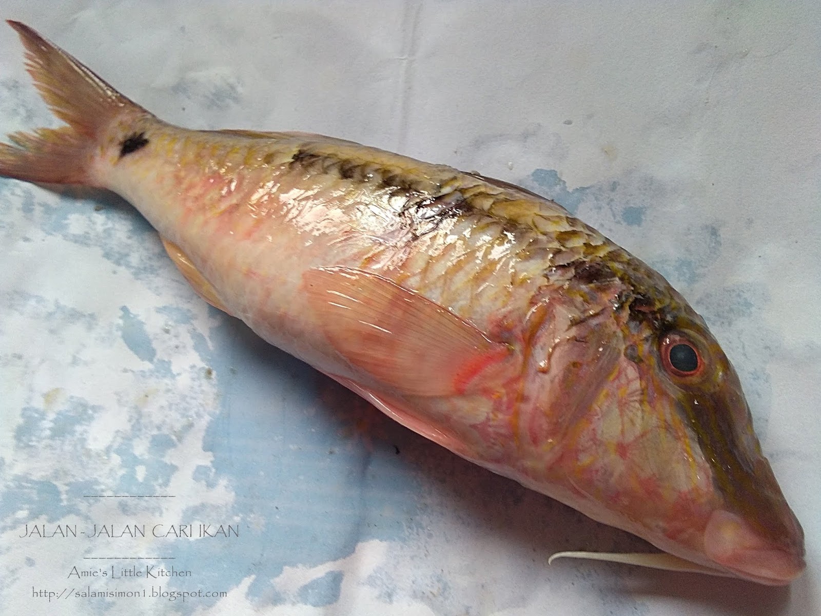 Kenali Pelbagai Jenis Ikan di Pantai Timur Sabah - Amie's Little Kitchen