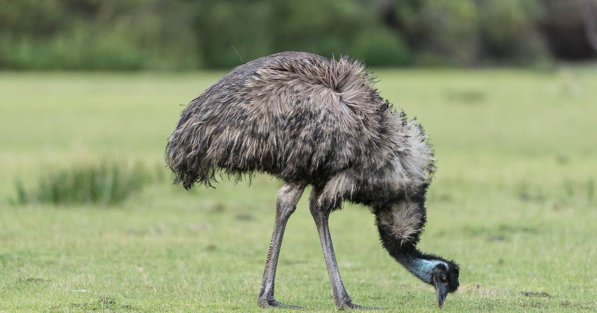 Paying Ready Attention - Photo Gallery: Wild Bird Wednesday 211 - Emu