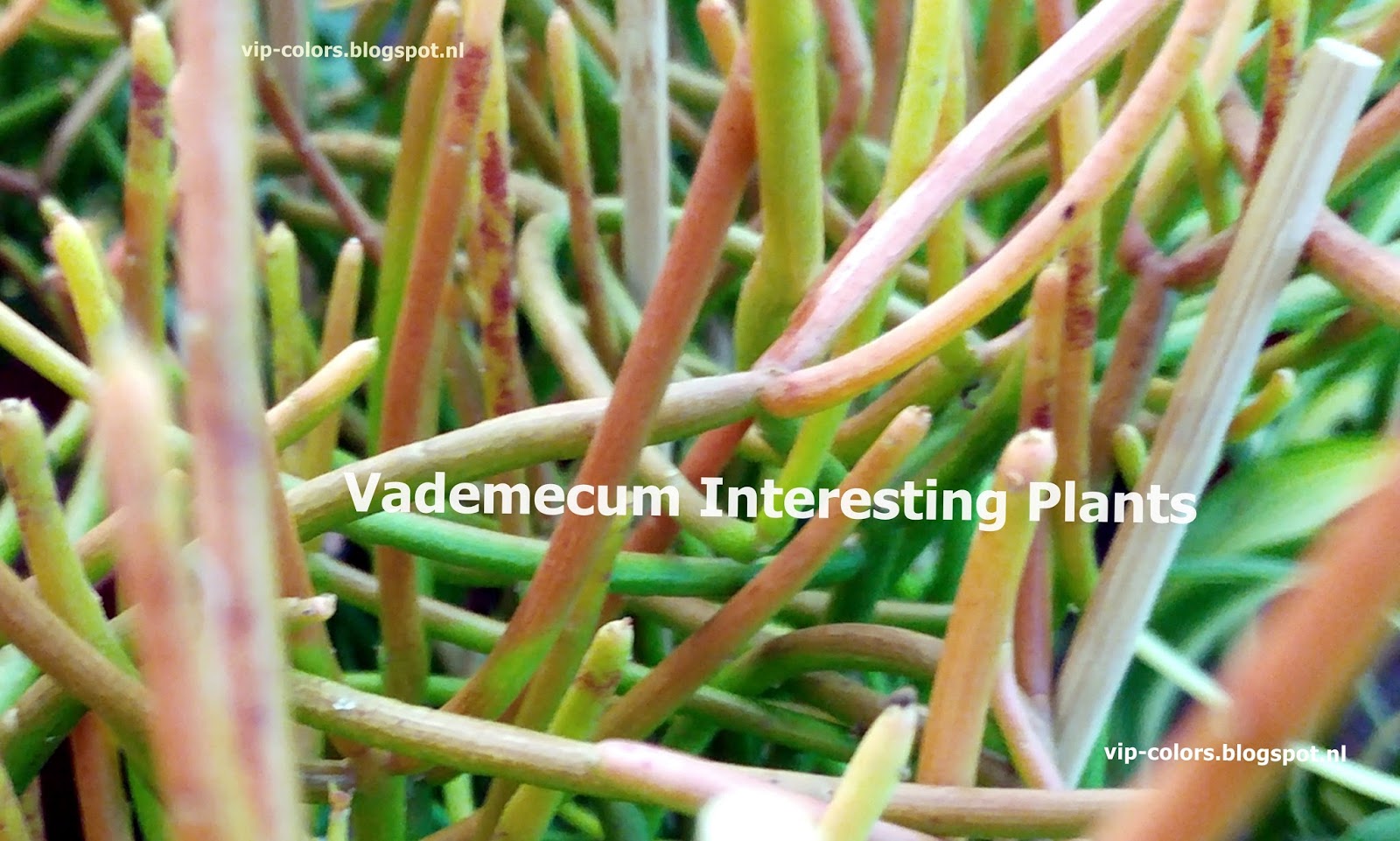 Vademecum Interesting Plants: Euphorbia tirucalli - Wilczomlecz ...