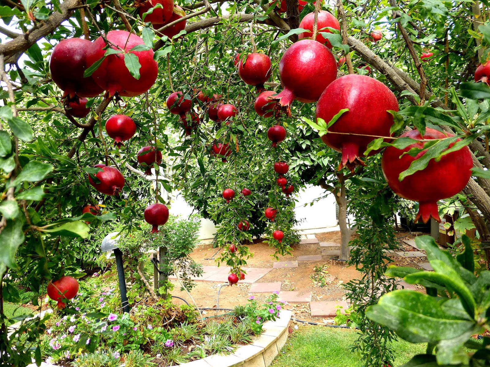 Rodii 2018 ~ Xcursii prin Țara Sfântă