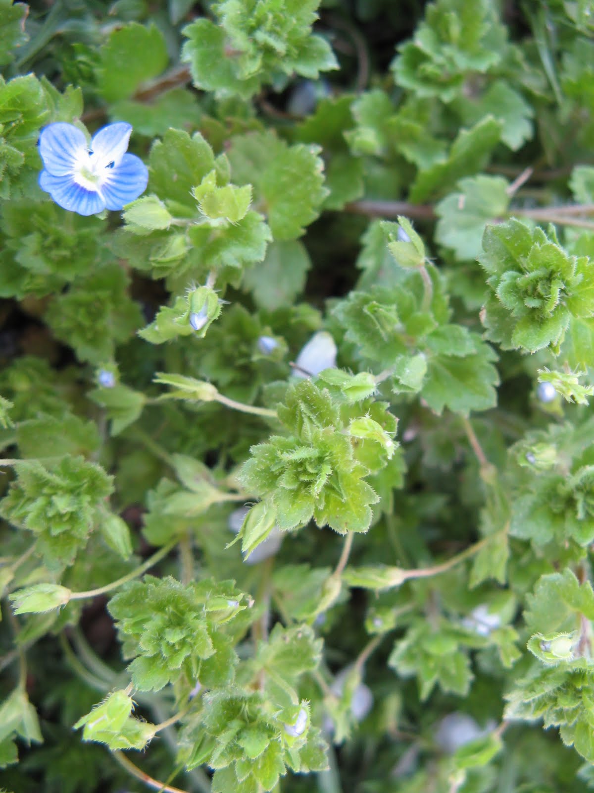 Purdue Turf Tips: Winter Annual Weeds