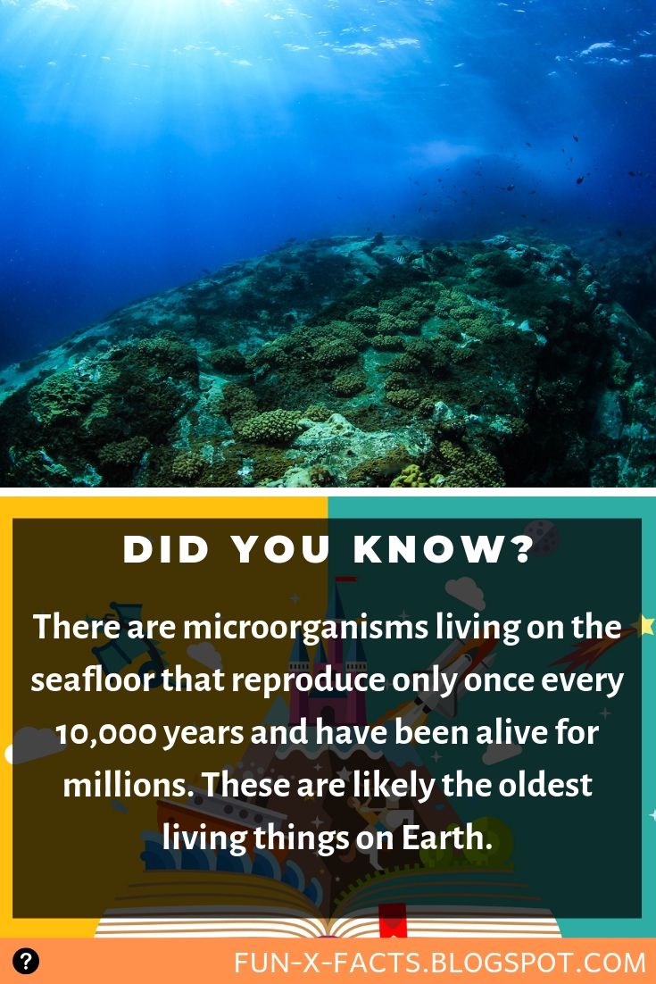 Oldest Living Microorganisms On Earth | Amazing WTF Facts