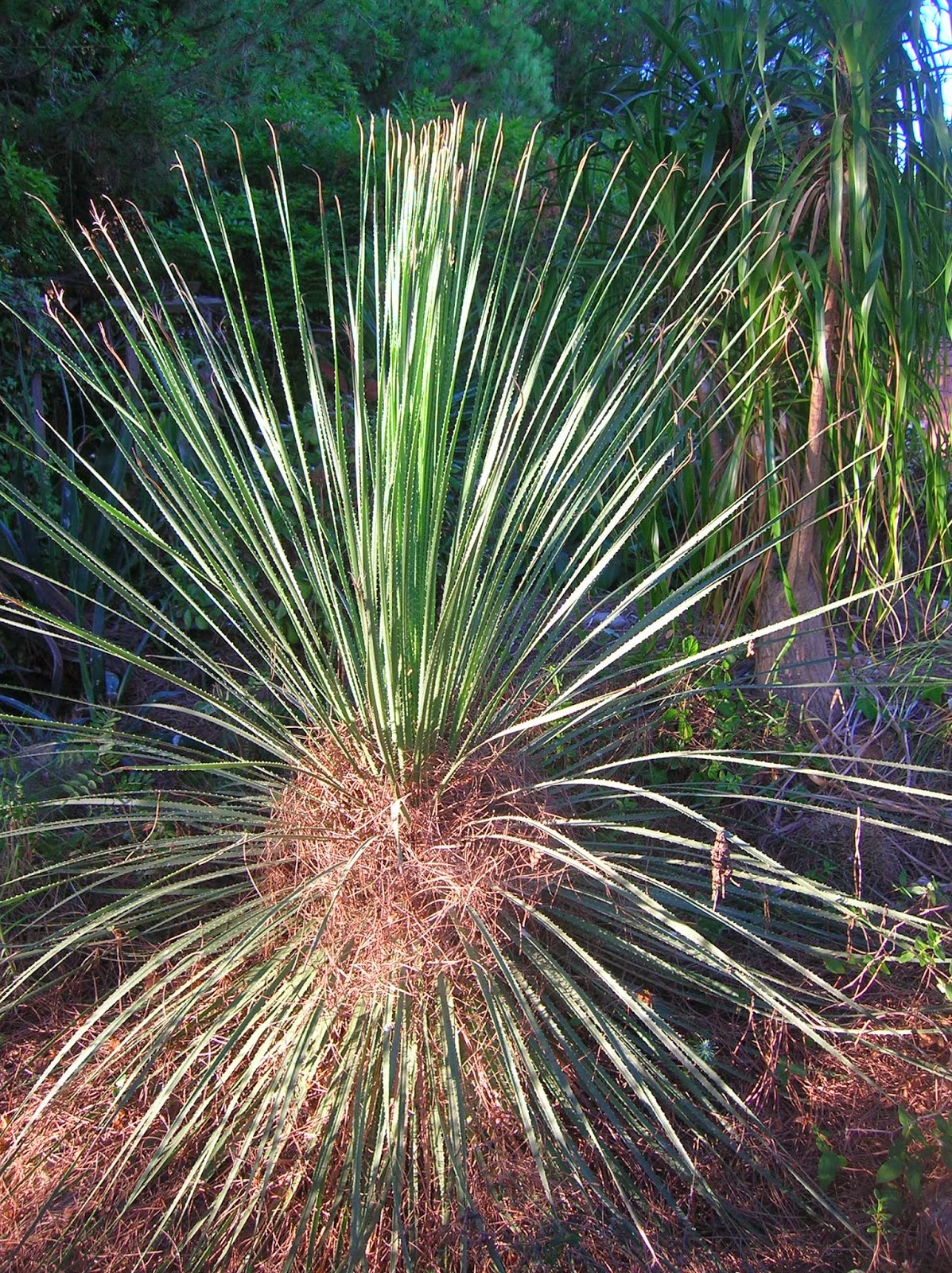 Recregarden: DASYLIRION SERRATIFOLIUM