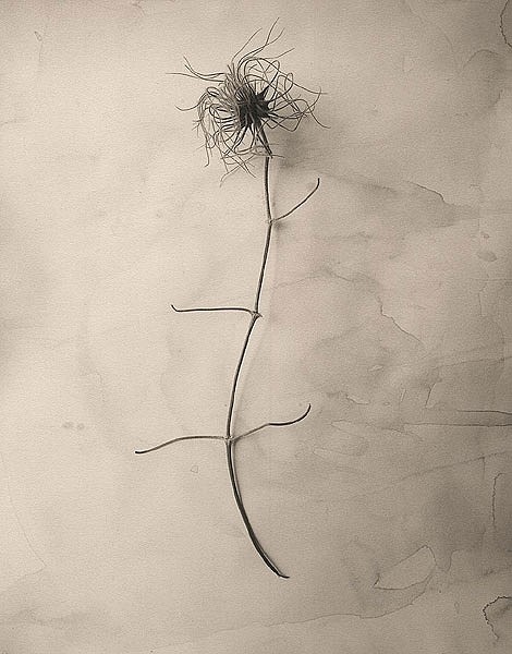 Los Grandes Fotografos: James Pitts (1953)