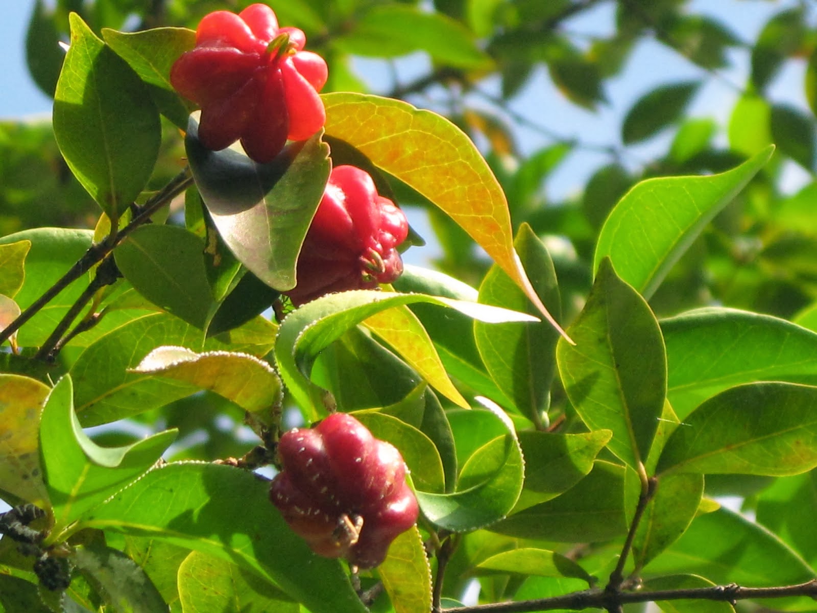 Pitanga - Eugenia uniflora L. | Natureza Bela