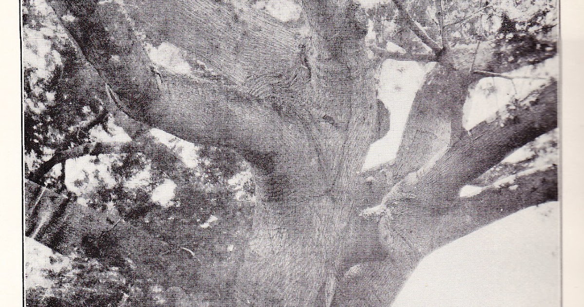 Jamaica Historical Information Half Way Tree St Andrew