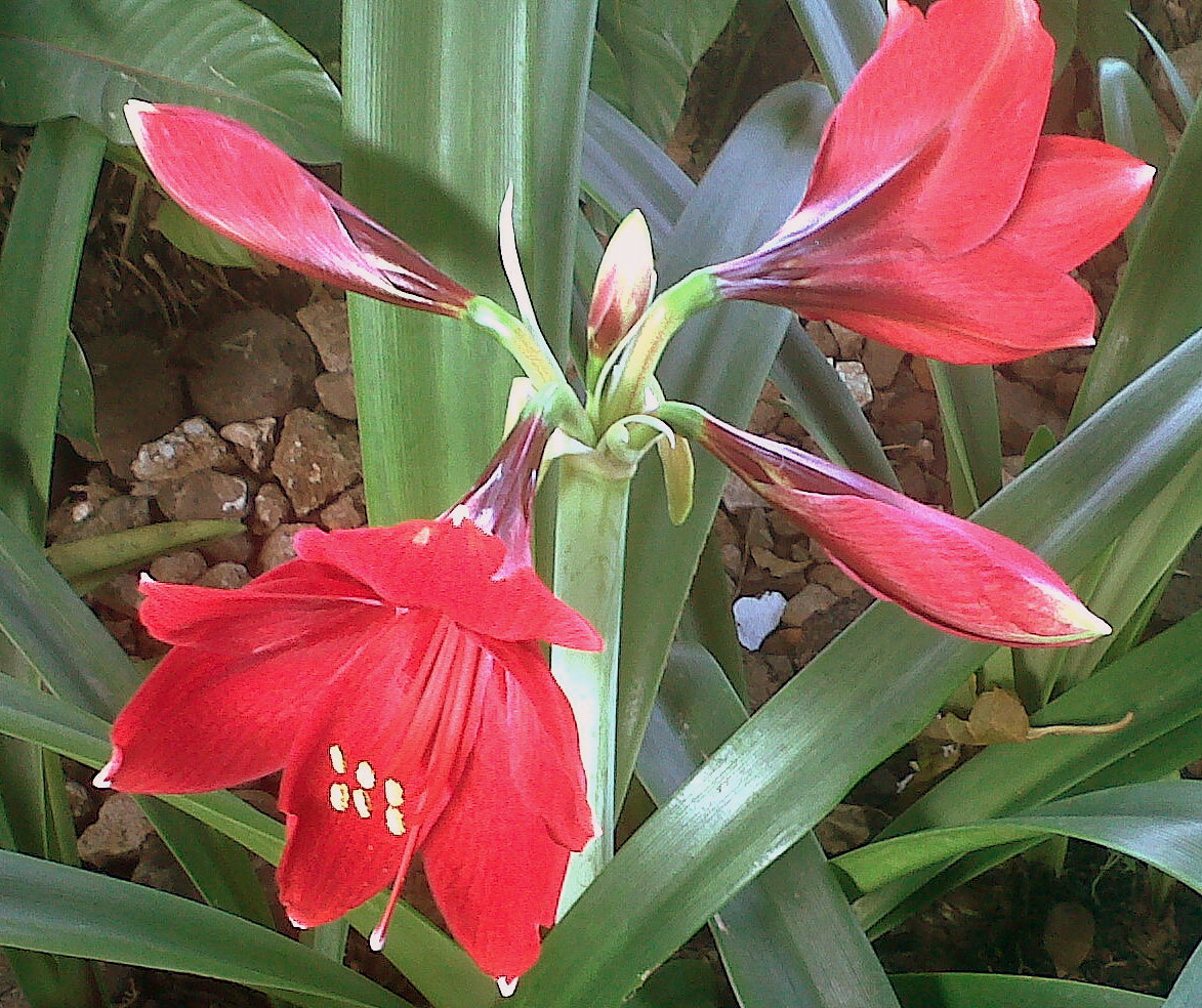 Simply Me..: December Flower