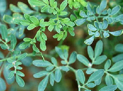 Various Kinds Benefits of Inggu Leaves For Health - Health Benefits of ...