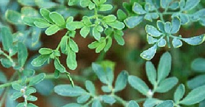 Various Kinds Benefits of Inggu Leaves For Health - Health Benefits of ...