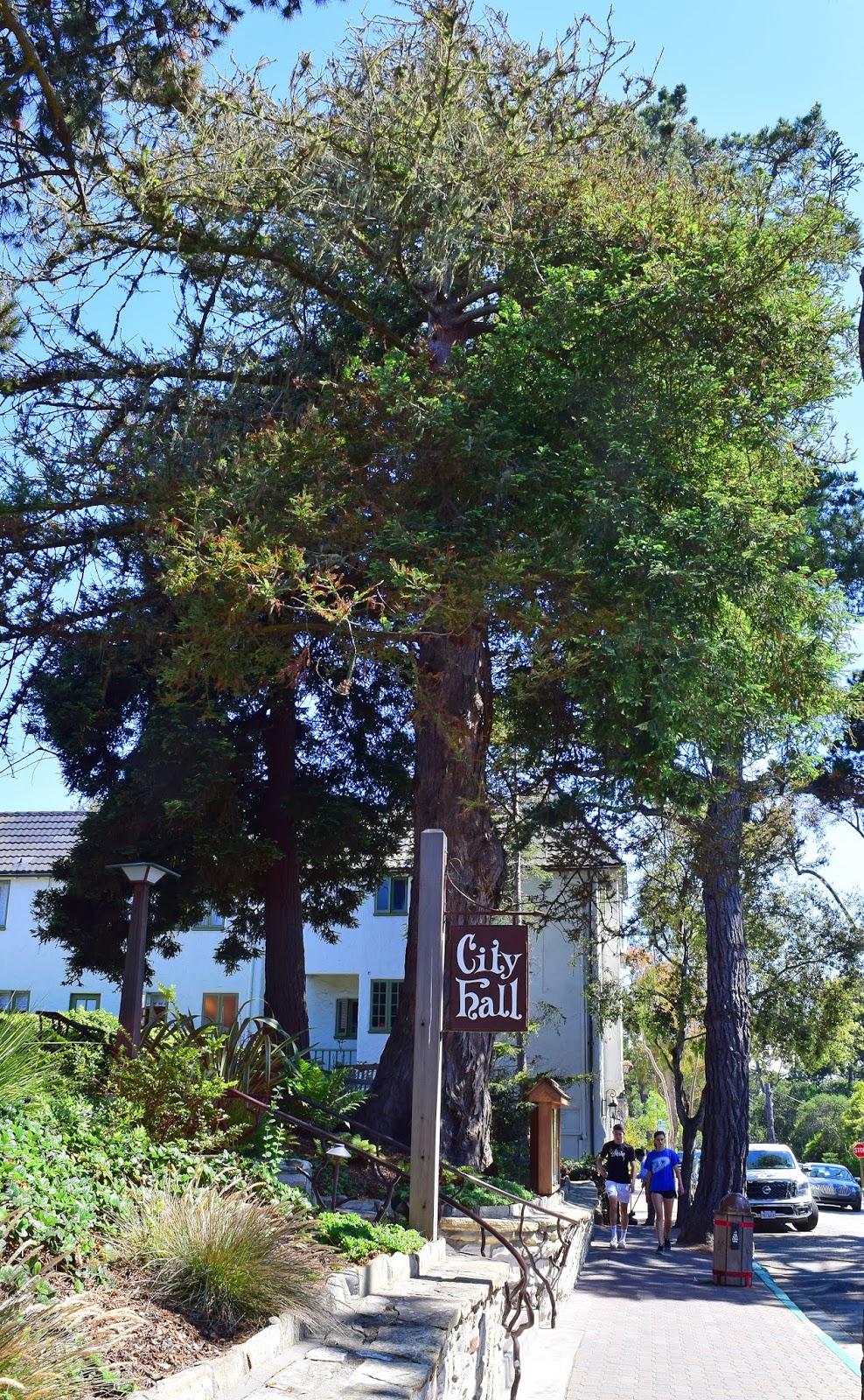 Friends of the Carmel Forest Tree Tour with Dr. Matt Ritter - June 2018