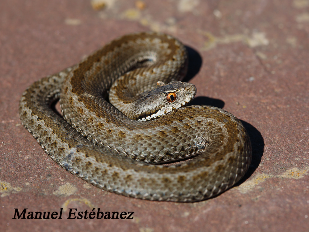 Miradas Cantábricas: Víbora de Seoane (Vipera seoanei)