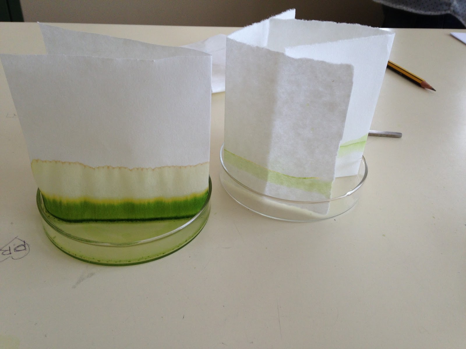 Ciències Naturals MBT: Cromatografía sobre papel