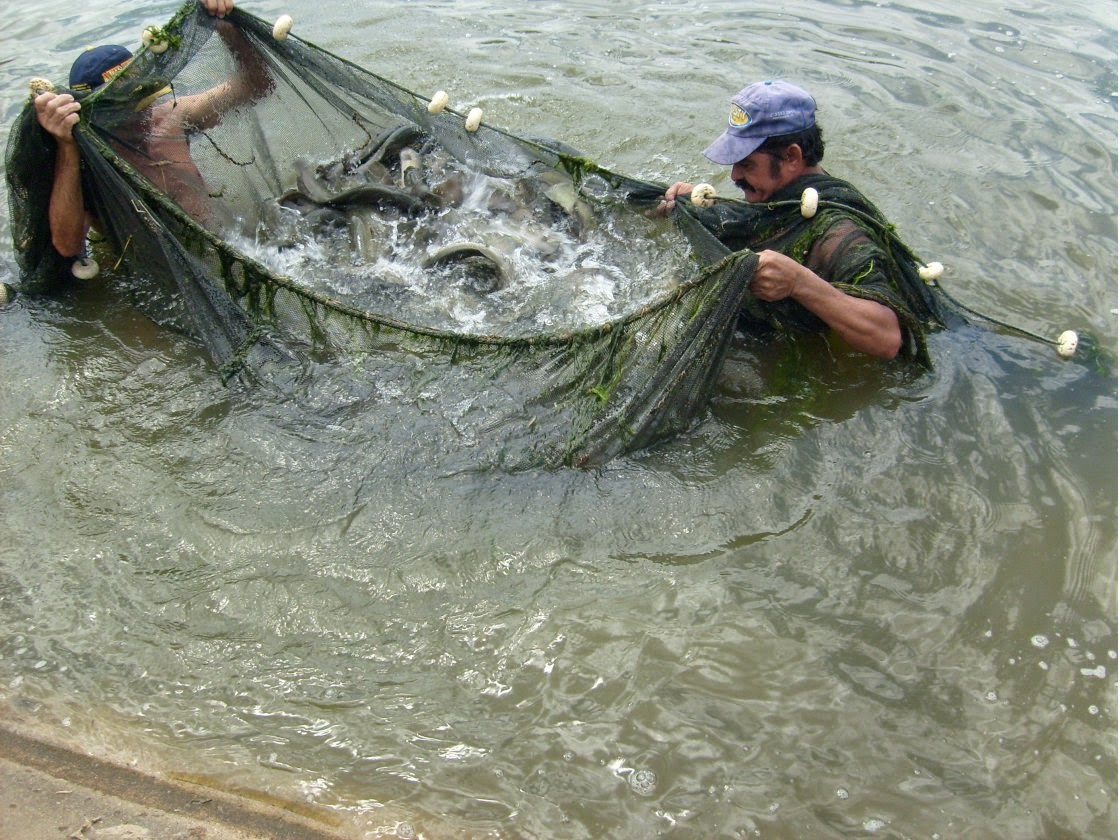 Prefeitura de Cabo Frio oferece curso de aquicultura no IFF | Rio das ... Prefeitura de Cabo Frio oferece curso de aquicultura no IFF | Rio das ...