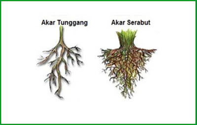 Mengenal Jenis-Jenis Akar Pada Tumbuhan ( Serabut Dan Tunggang )