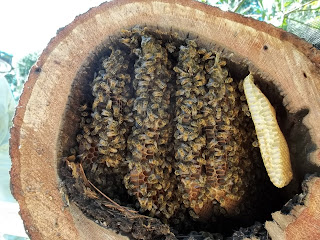 BizzyBuzzin' Honeybeezness: Open Air Feeding and Our Log Hive